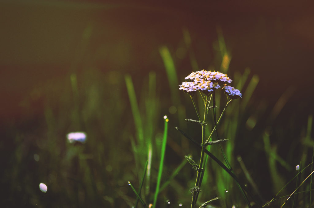 Writing Exercise Shades Of Green ANGELIQUE L AMOUR